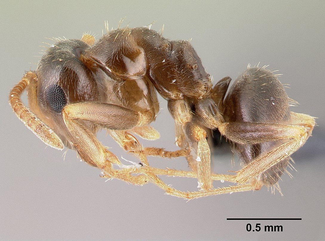 Lasius psammophilus | BWARS
